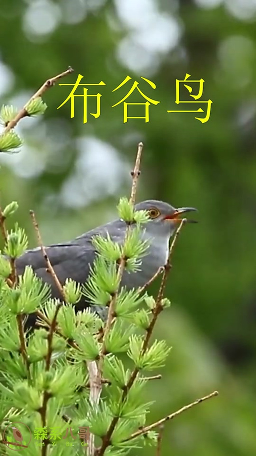 布谷鸟叫声提示音