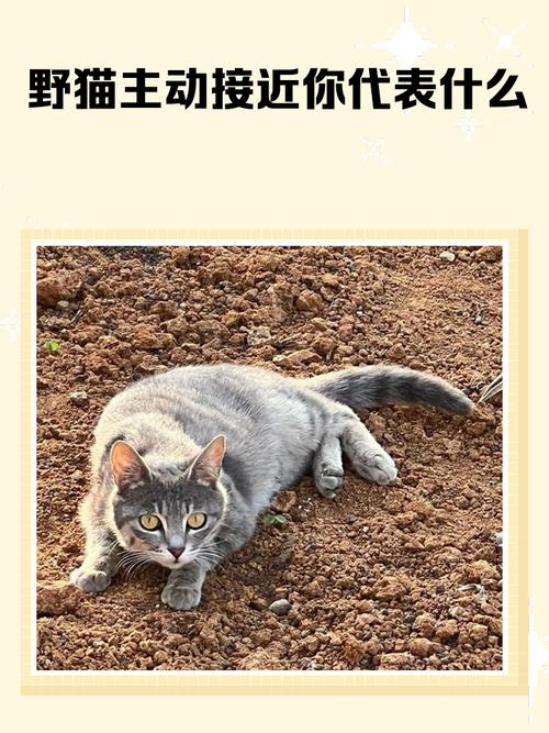 野猫亲近你预示什么图标