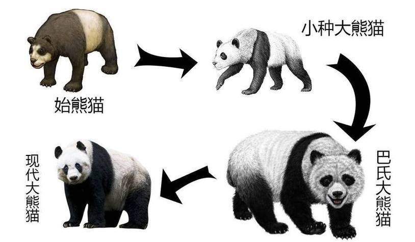 大熊猫的祖先是谁