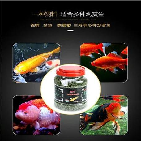 锦鲤除了吃鱼食还可以吃什么