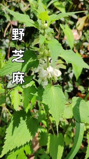 芝麻的俗称叫什么图标