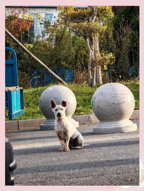 春节带狗狗去哪里旅游比较好截图
