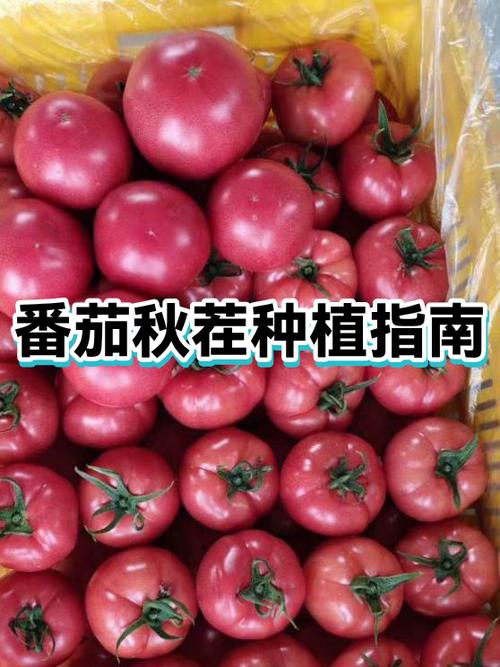 西红柿一茬几个月图标