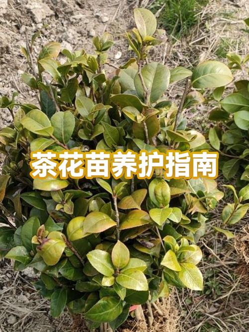 茶花喜欢什么肥料图标