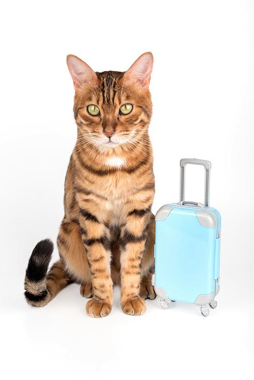 猫咪可以带着旅行吗图标