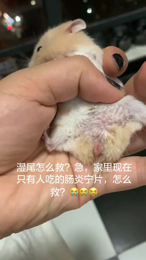 金丝熊湿尾症判断图标