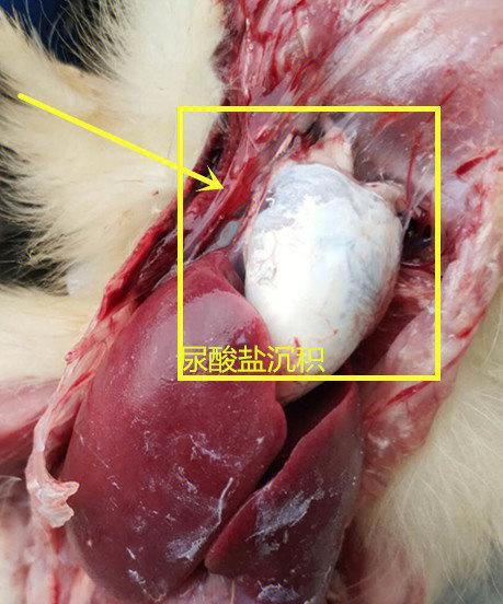 鹅星状病毒病防治图标