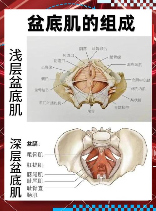 盆底肌修复怎么做的,疼吗图标