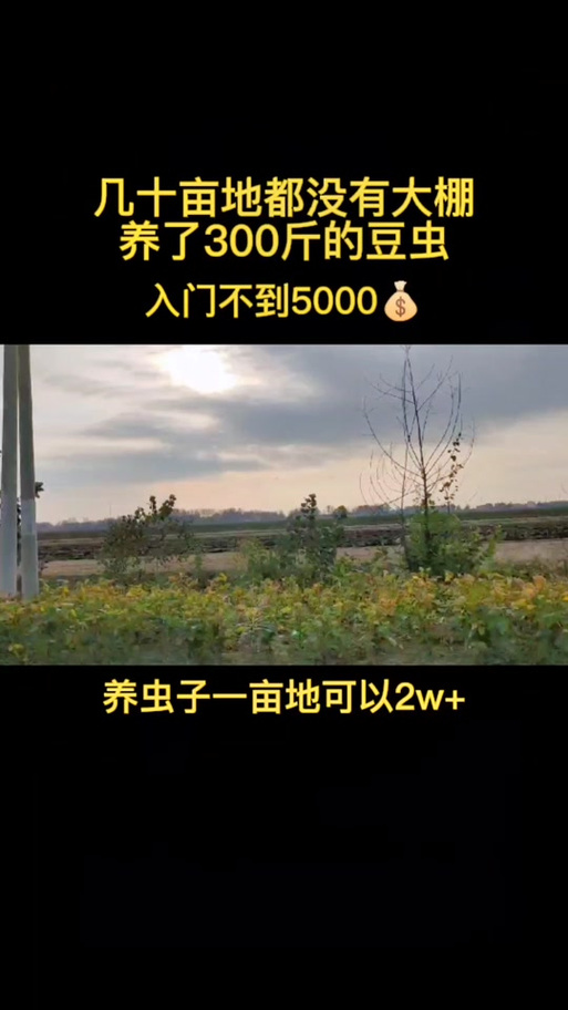 养豆丹一亩地投资多少钱图标
