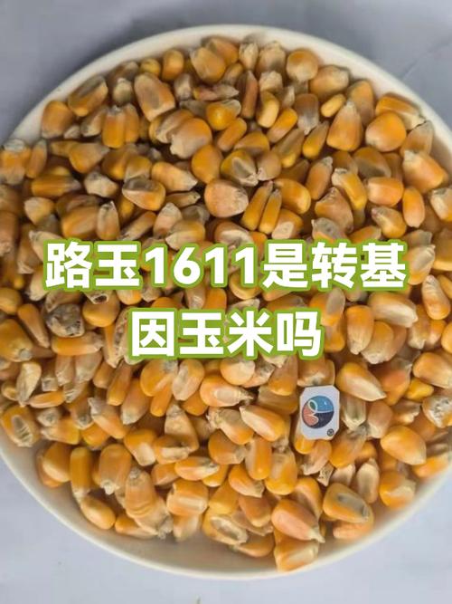 玉米转赚钱图标
