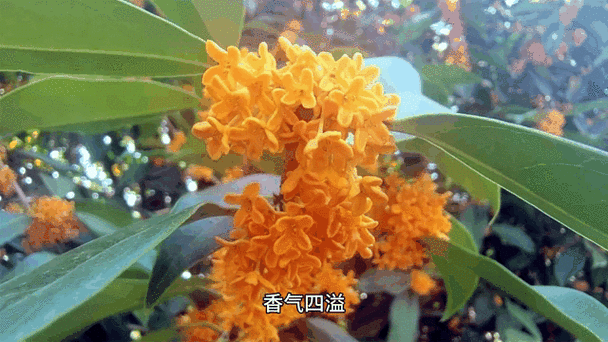 桂花的开花时间图标