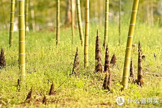 竹笋每年什么季节才能吃图标