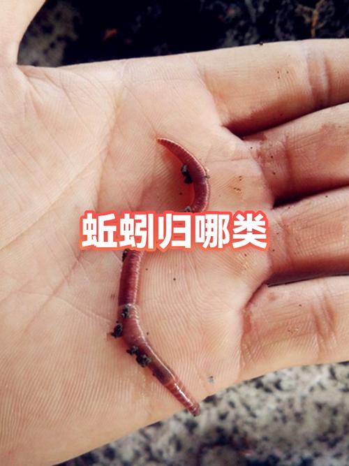 形虫狱活古明蚯蚓图标
