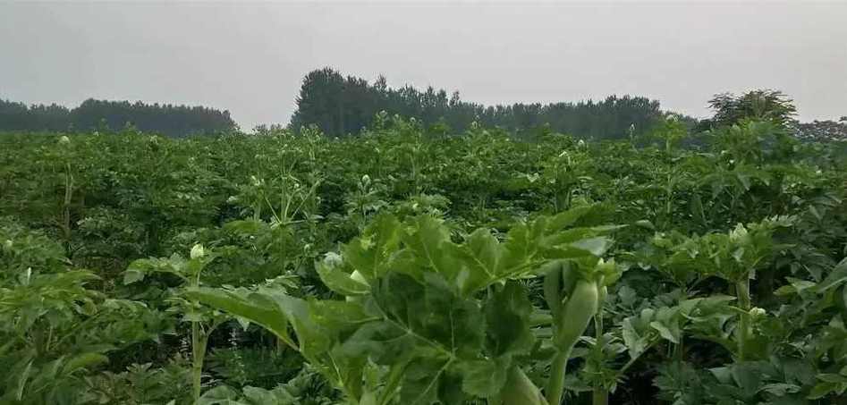 懒人药材种植高收益品种图标