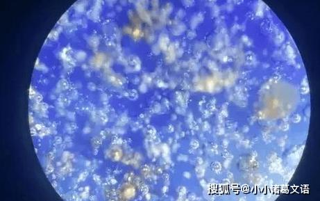qq变色气泡有几款