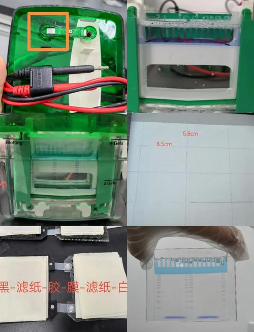 转移膜是干嘛的