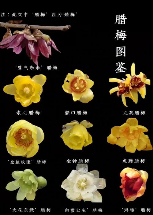 腊梅花颜色有几种颜色