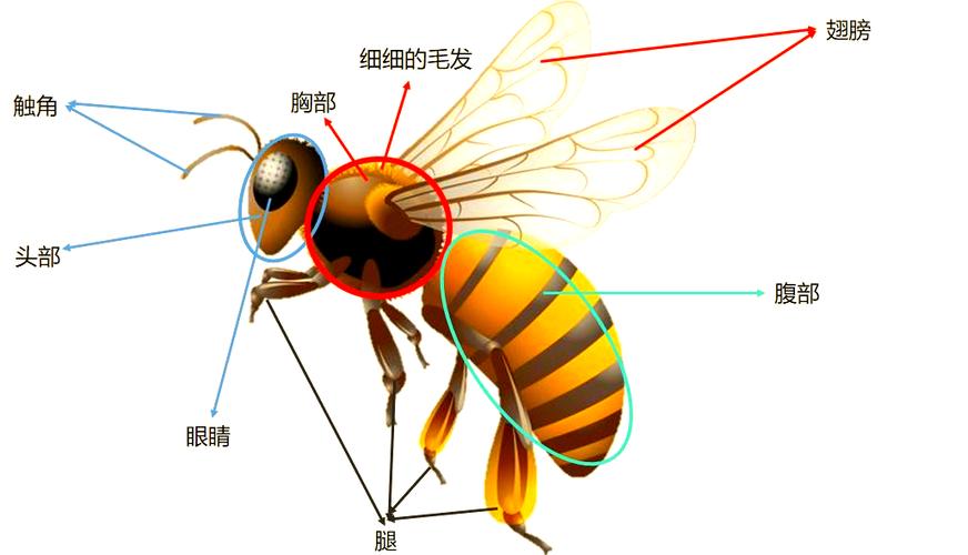 蜜蜂王国英语图标