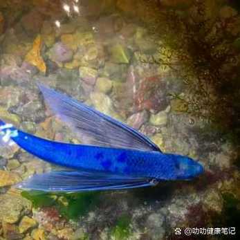 买回来的鱼水是蓝色的截图