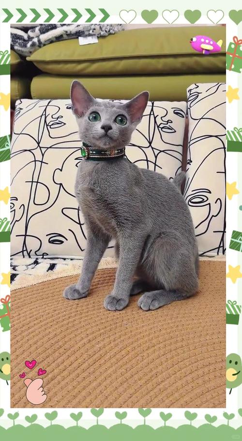 俄蓝猫属于什么档次图标