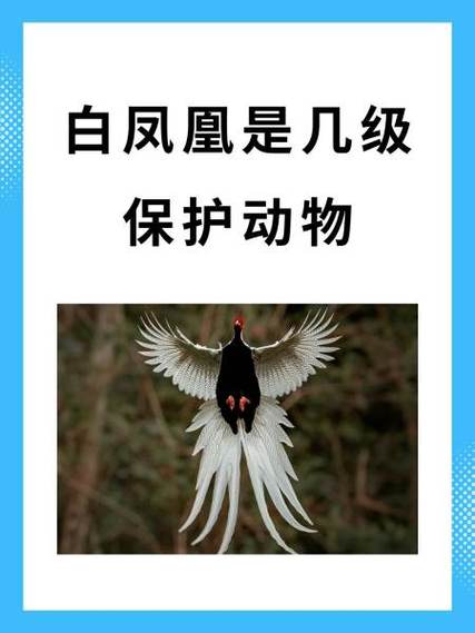 白色的凤凰是什么图标