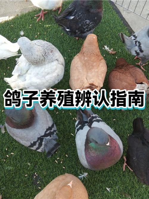 鸽子室内养还是室外养截图