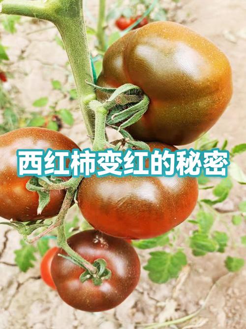 番茄变红的过程