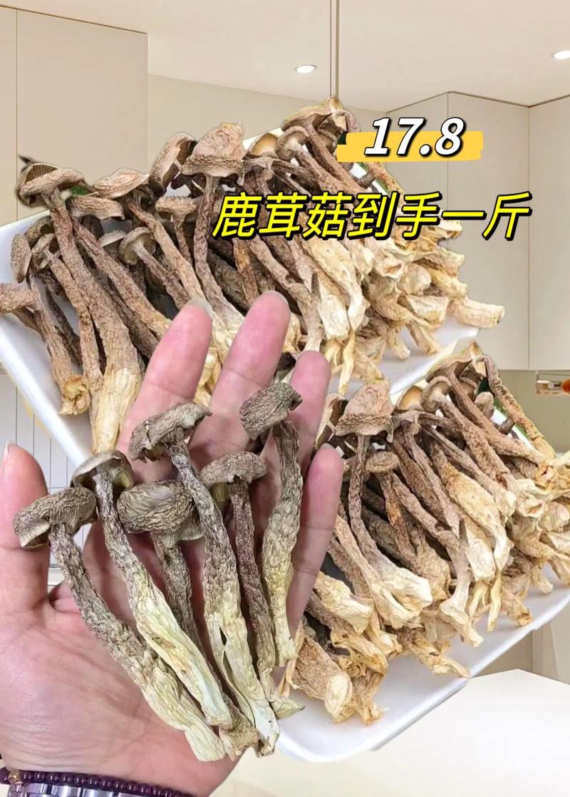 鹿茸菇多少钱一斤图标