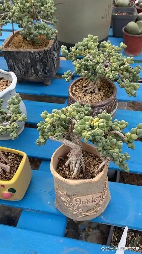 鹿角上油好还是不上油图标