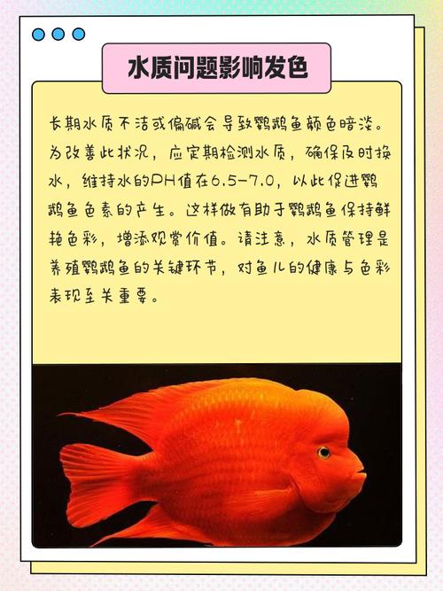 鹦鹉鱼颜色突然变浅图标