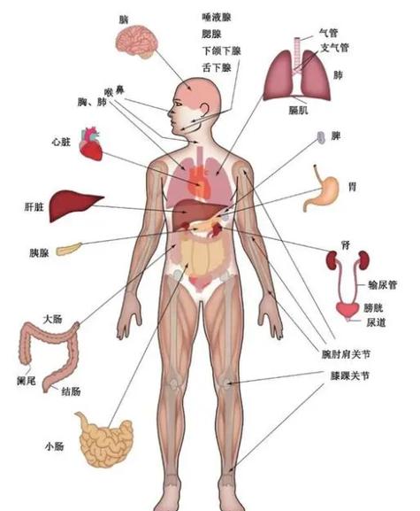 身体部位结构图解图标