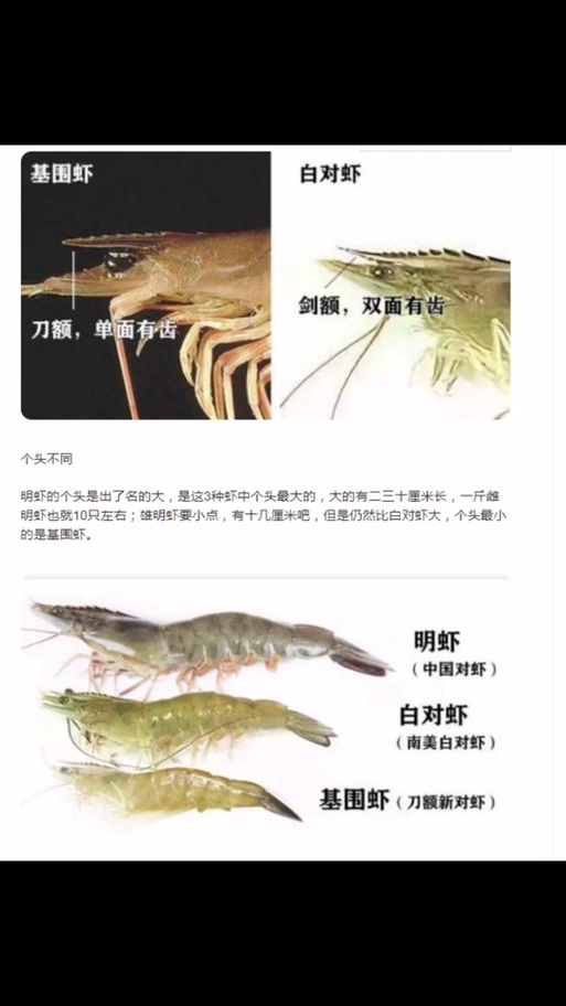 基围虾是海虾还是河虾图标