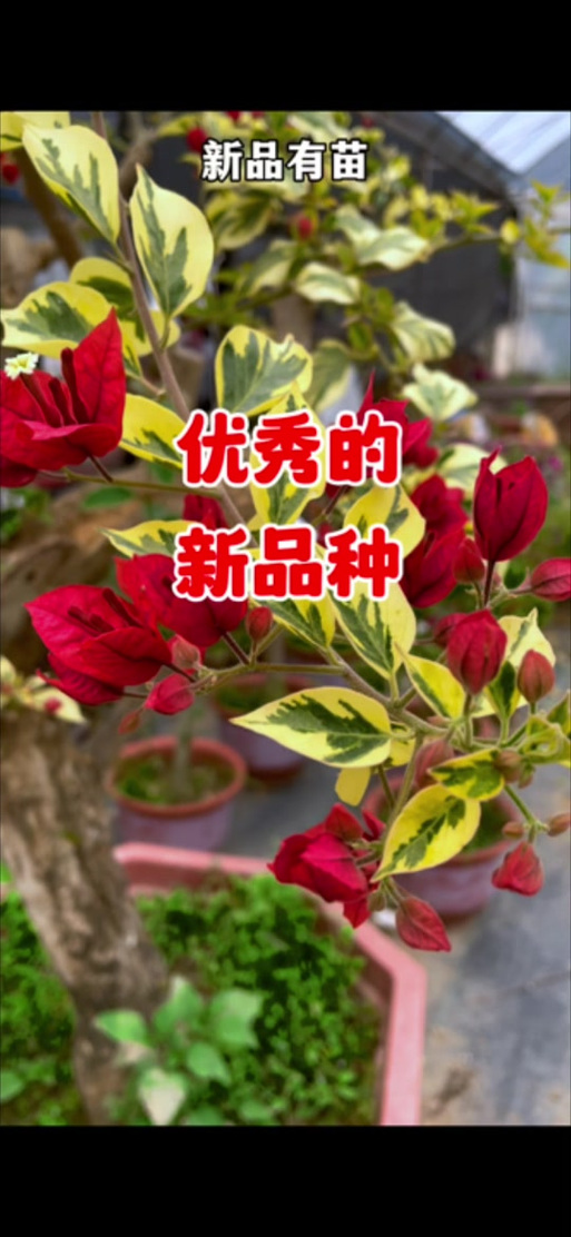 三角梅的品种与特性截图