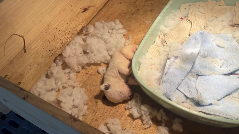 狗狗回血繁殖好不好图标