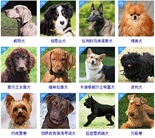 宠物狗排名图标