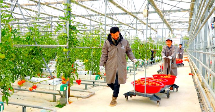 蔬菜创新种植图标