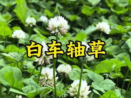白花苜蓿草缩略图