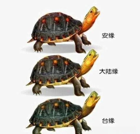 乌龟的三大特点图标