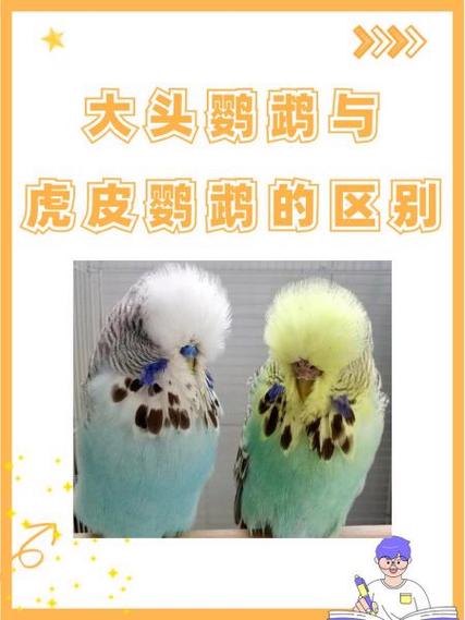 大头鹦鹉与虎皮鹦鹉的区别图标