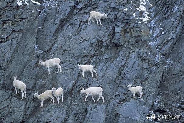 山羊为什么能在墙上走图标