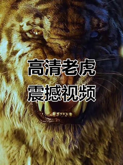 大虎视频图标
