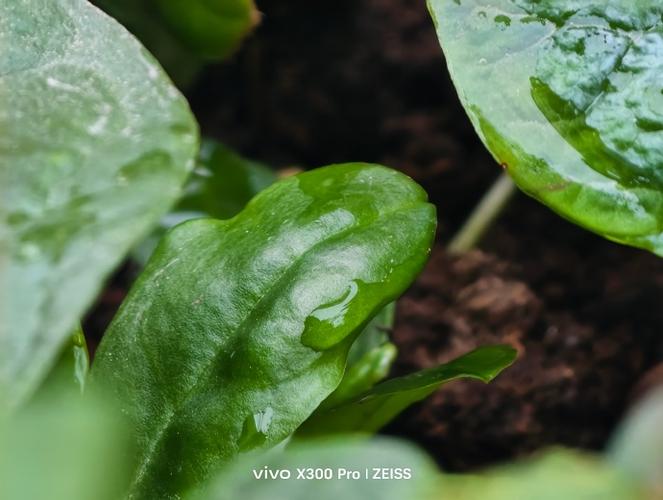 vivo背景虚化图标