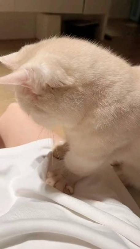 猫咪什么情况下踩奶图标
