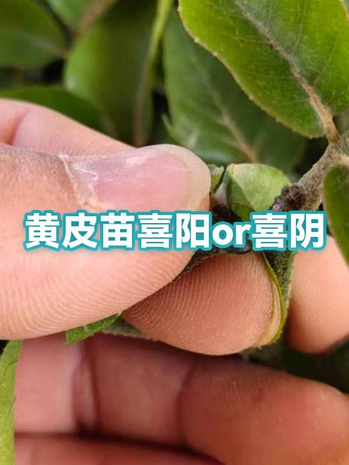 蝾螈喜阴还是喜阳图标