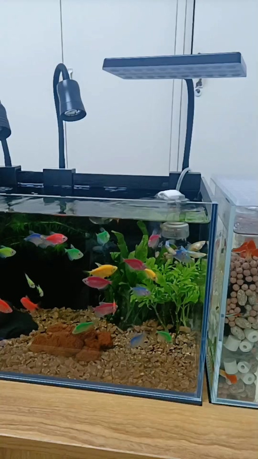 鱼缸灯晚上开着还是关着图标