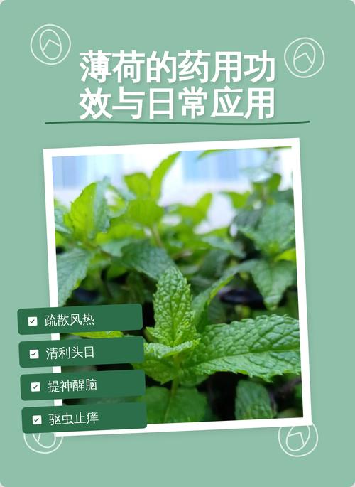 认真薄荷有什么用图标