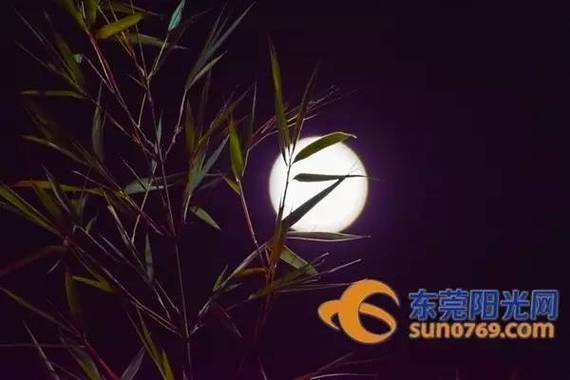 明月明月完整版TXT下载图标
