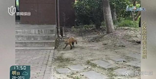 狐狸为什么打不过狗图标