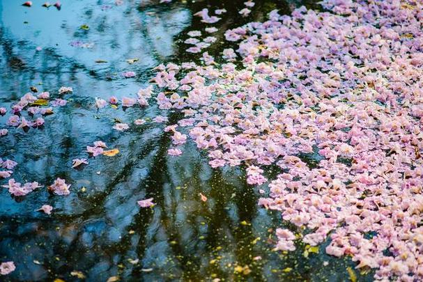 落花雨最新章节截图