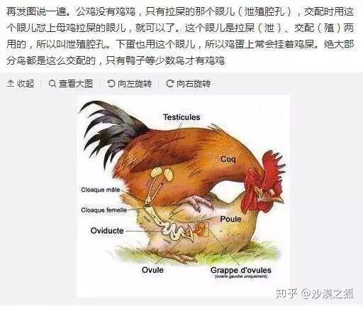 鸡如何繁殖生育截图